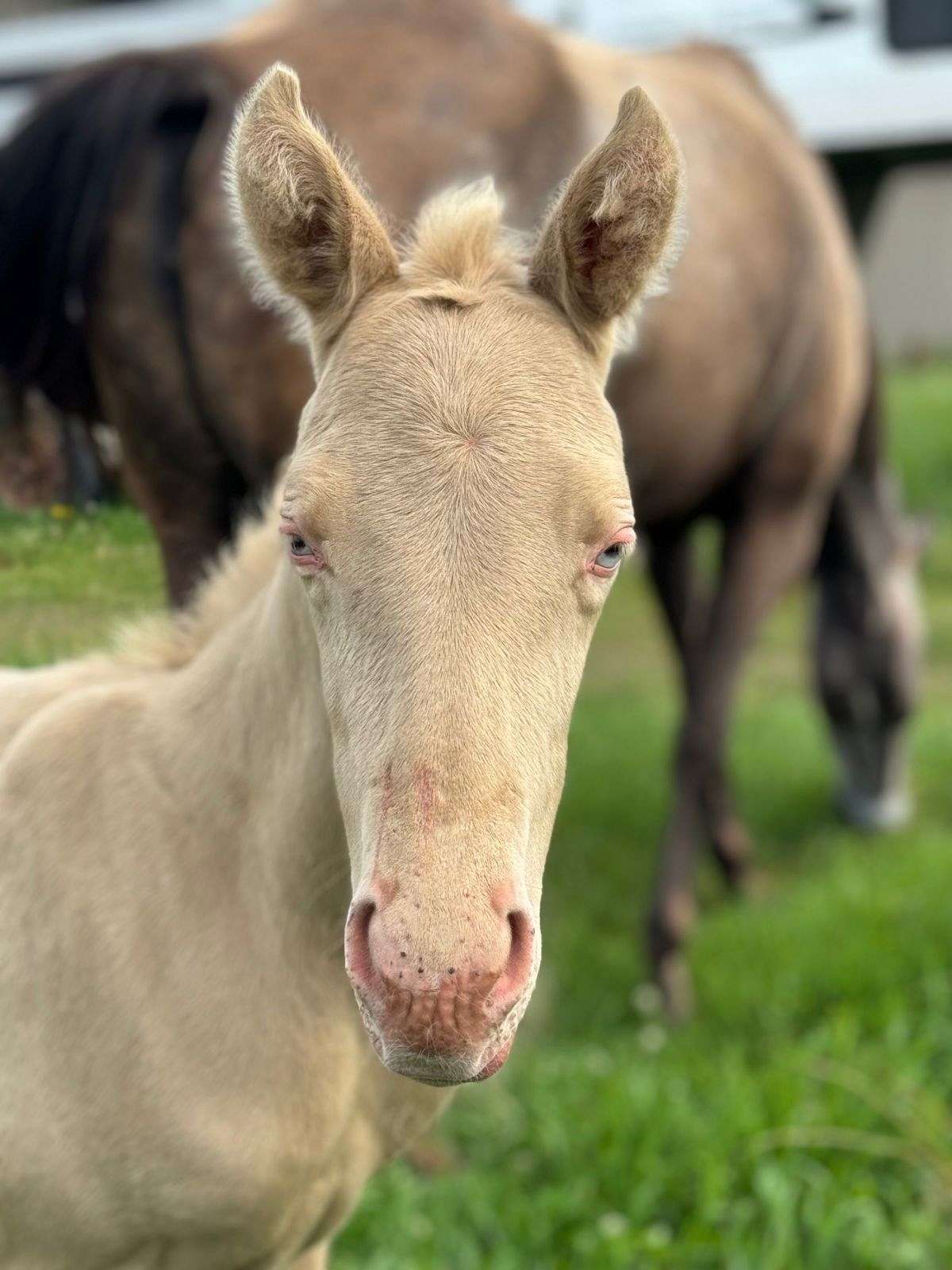 Scotch - Frenchmans Guy Bred