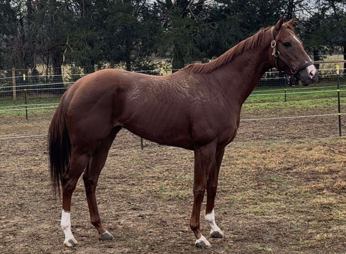 Video* Darling 4 Year Old Thoroughbred Gelding