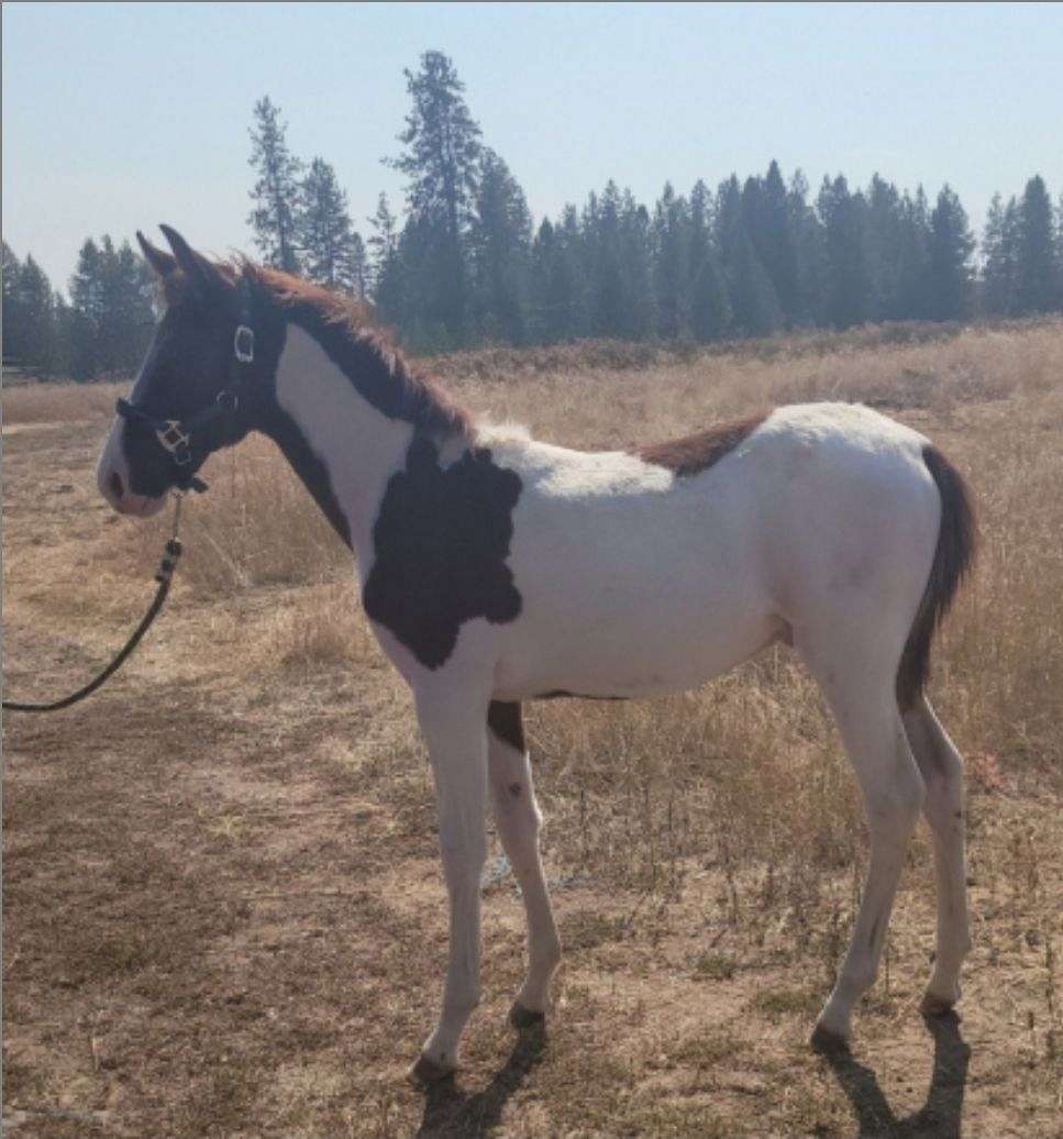 Pinto Reg Tennessee Walker Colt From Champion Pedigree