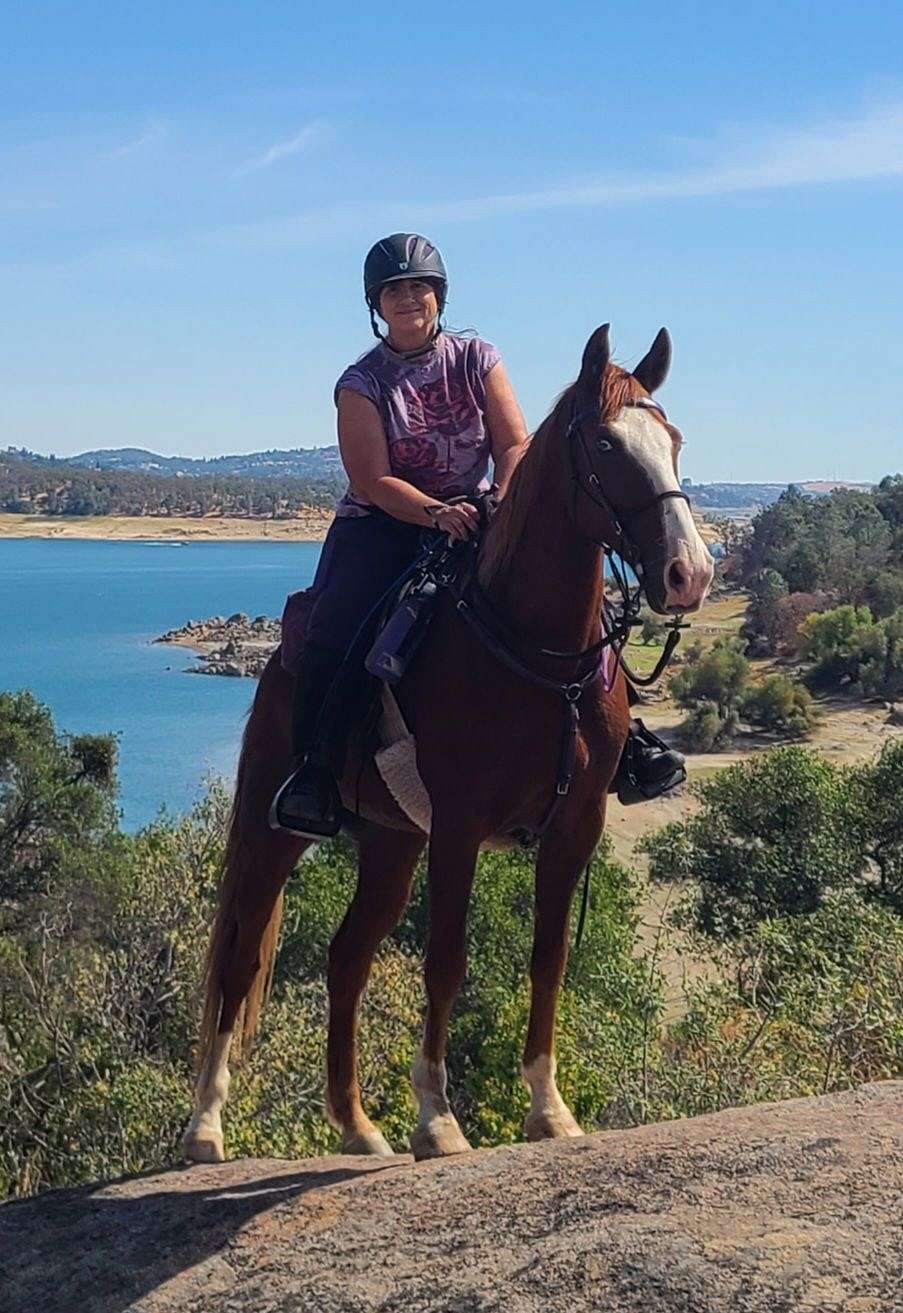 Cute and Fun Fox Trotter Gelding~~Video