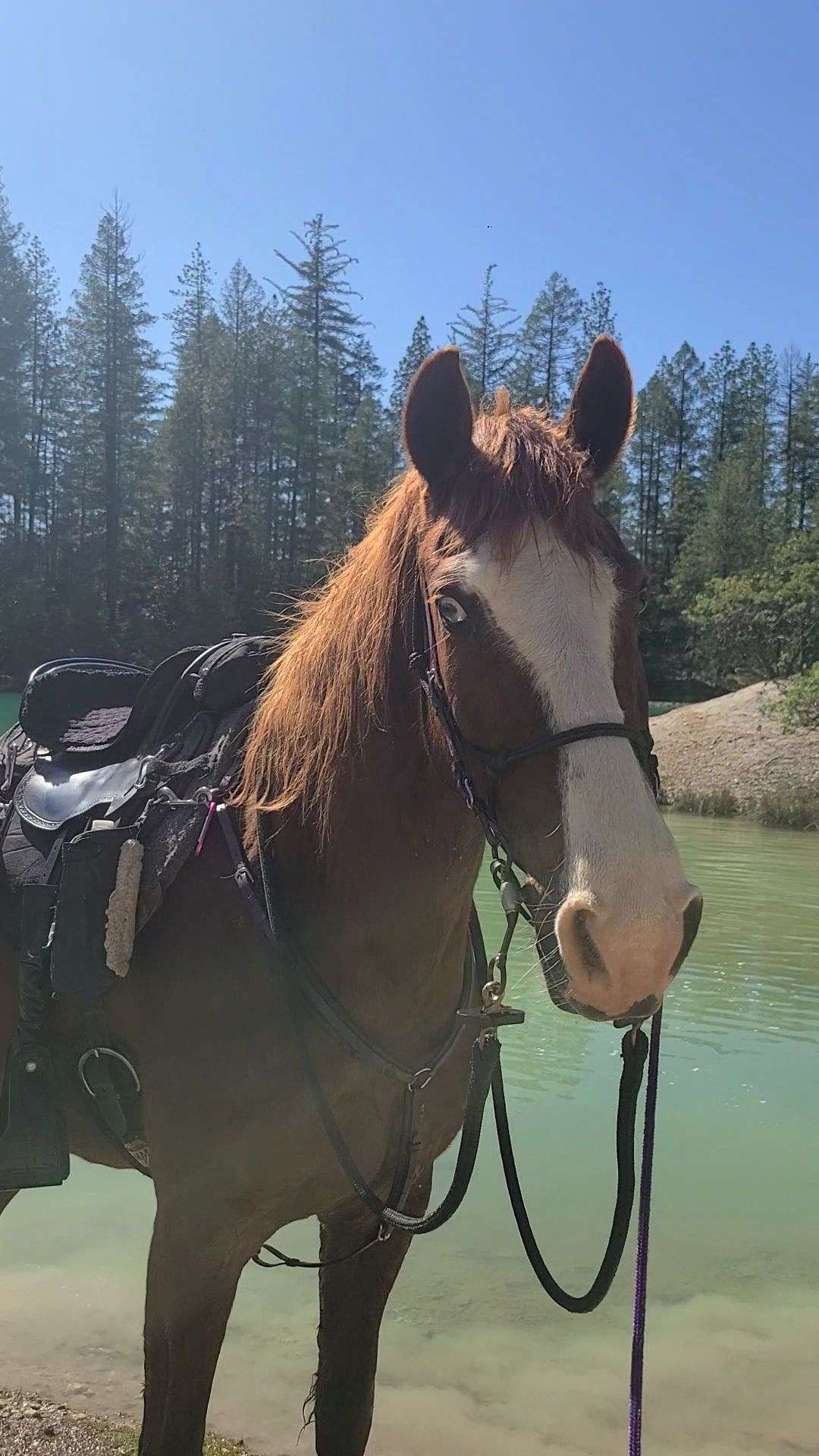 Cute and Fun Fox Trotter Gelding~~Video
