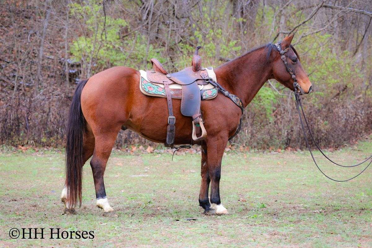 Cool Bay Quarter Horse Gelding, Stocky Made, Trail Rides, Gentle