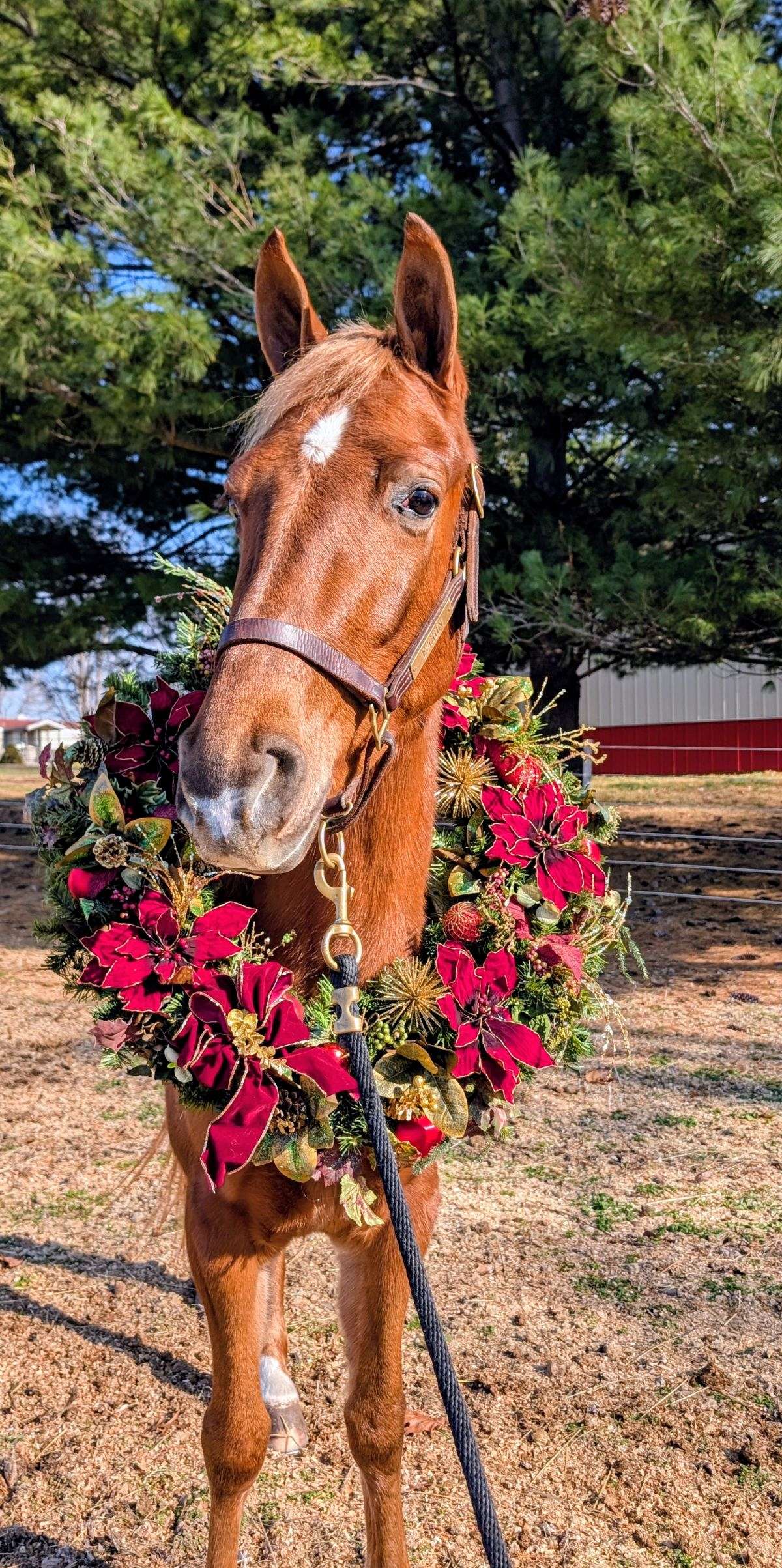 Trail Horse Deluxe/ Show Prospect Gaited Reg Filly