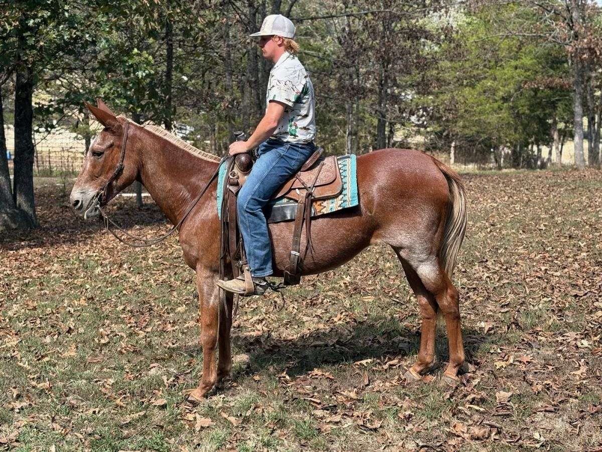 Nice Molly Mule Gentle Broke to Ride - Melva