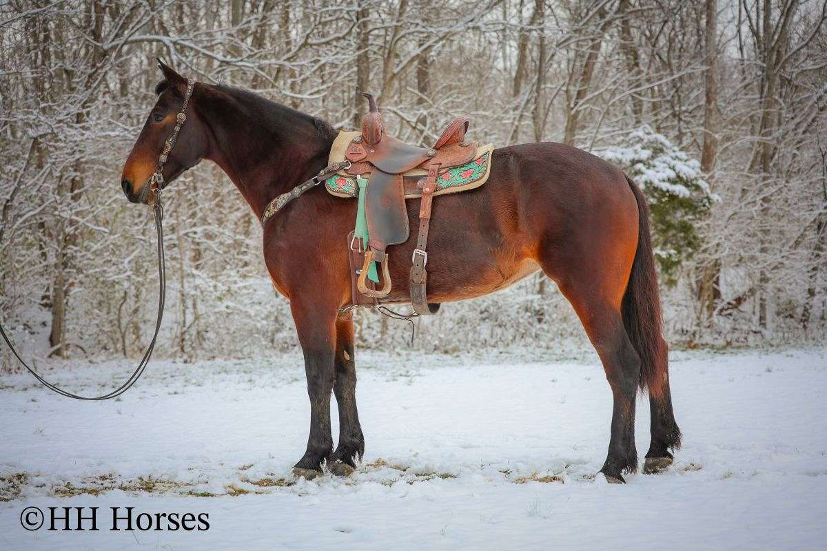 Super Gentle Well Broke Bay Percheron Crossbred Mare, Ride & Drive