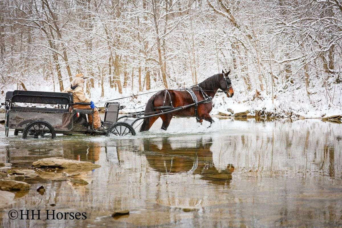 Super Gentle Well Broke Bay Percheron Crossbred Mare, Ride & Drive
