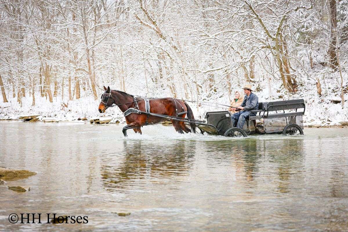 Super Gentle Well Broke Bay Percheron Crossbred Mare, Ride & Drive
