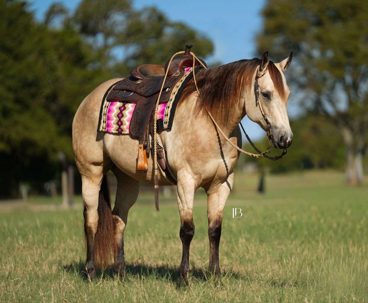 Beautiful AQHA Buckskin All-Around Trail/Show Mare - PRE Vetted!