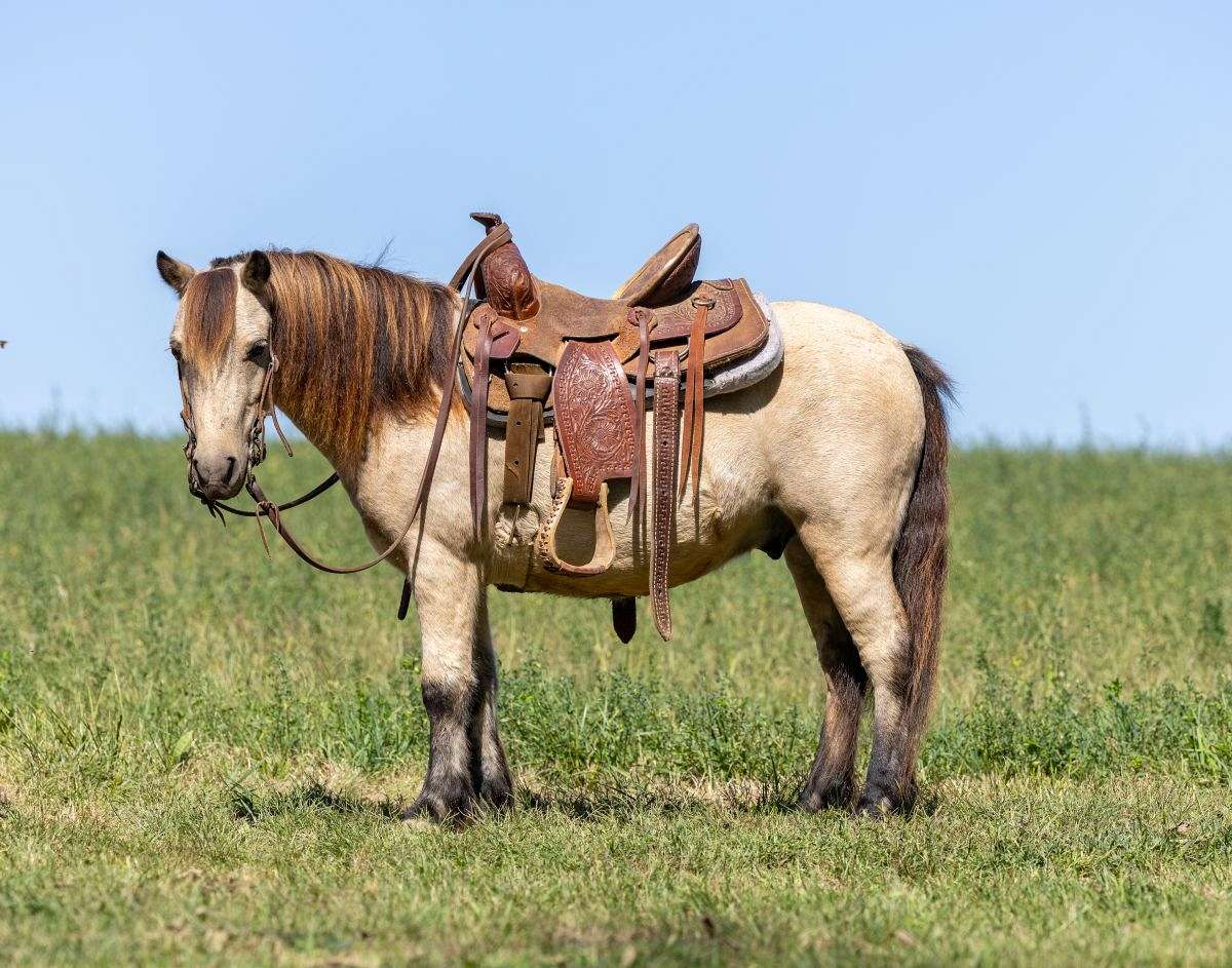 Yogi- the Ultimate Beginners Buckskin Pony