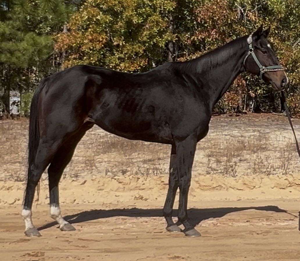 Quiet and Sweet Amateur Friendly Thoroughbred Gelding
