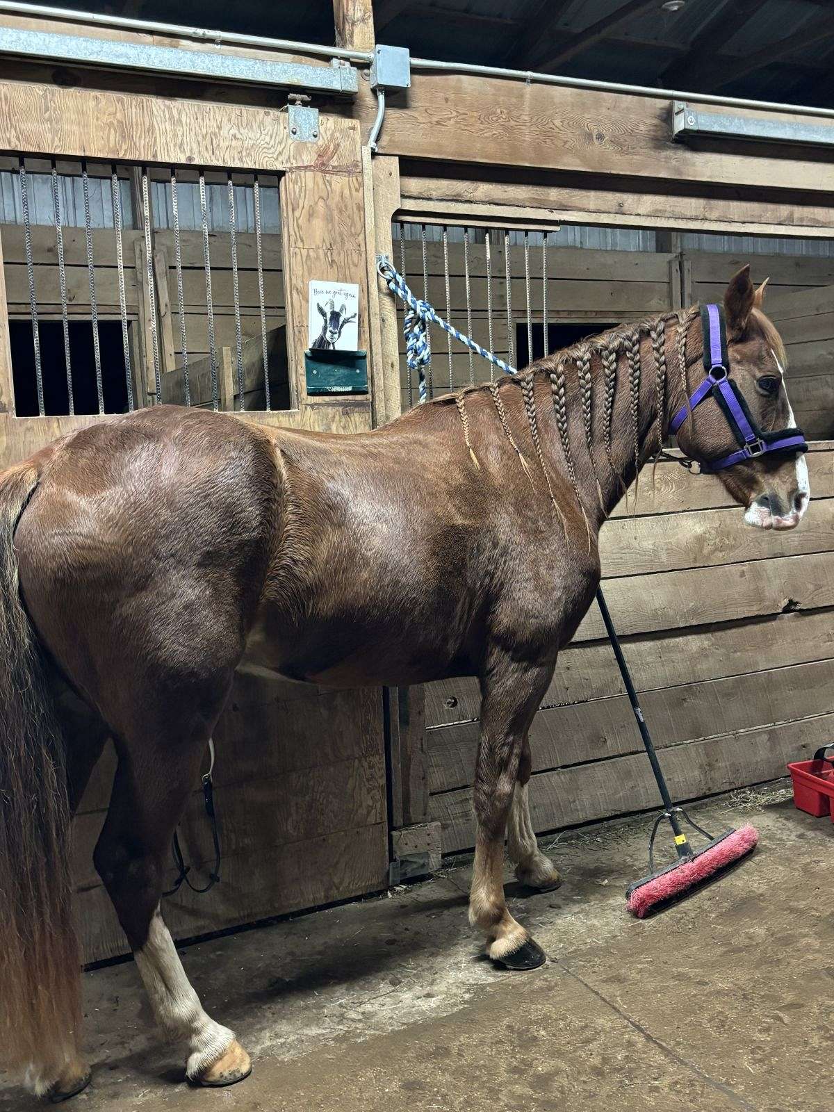 Daquiri - Registered TWH