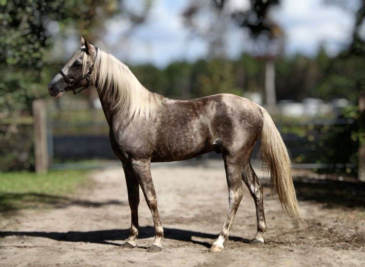 Stunning Silver Dapple Stallion