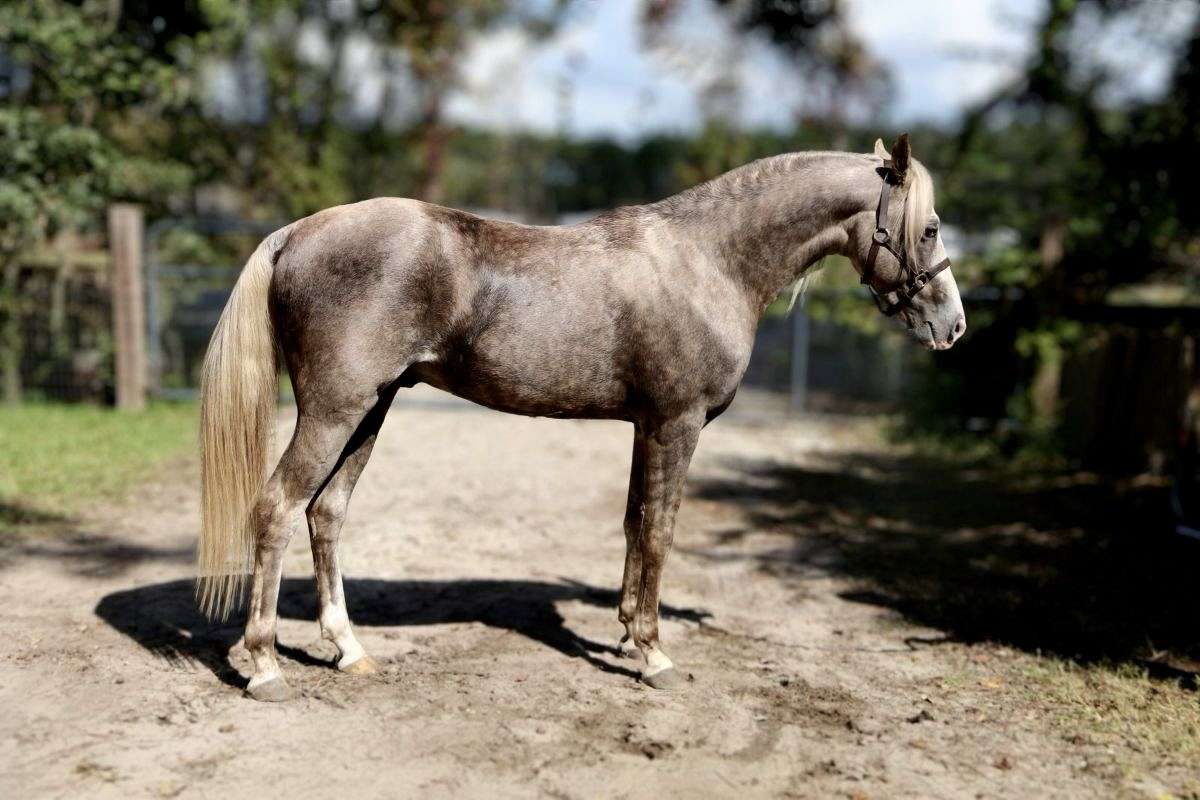 Stunning Silver Dapple Stallion