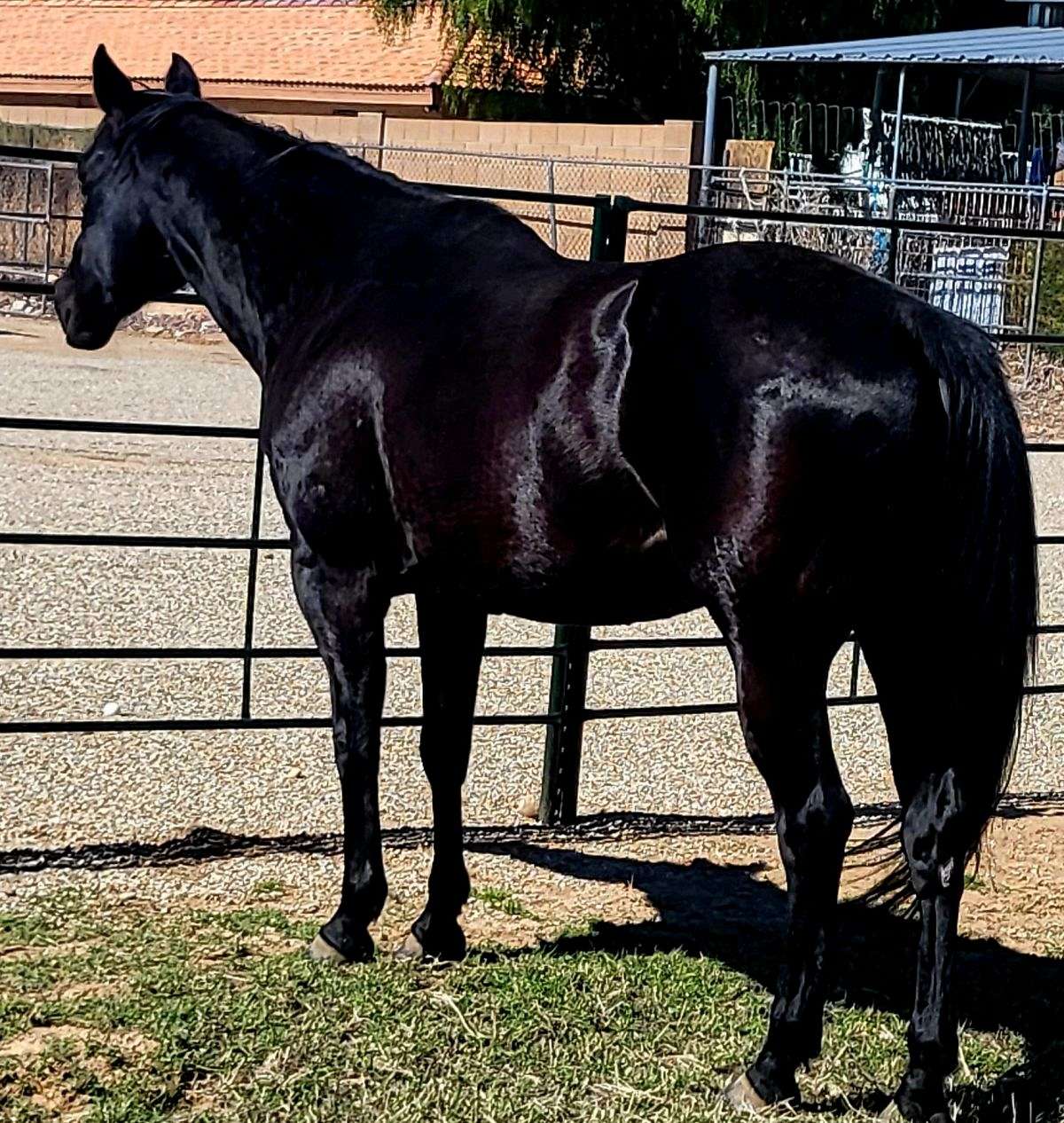 Black AQHA Mare