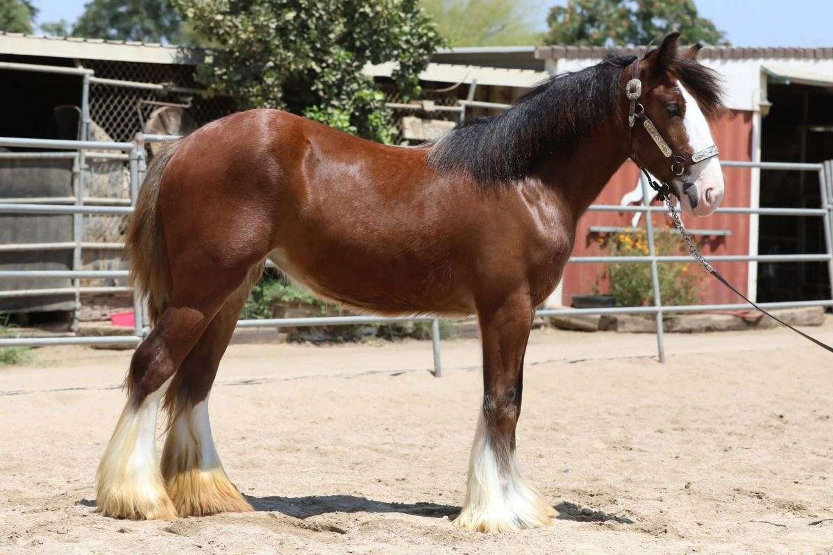 Phenomenal Bay Coming 2 Year Old Gypsy Filly