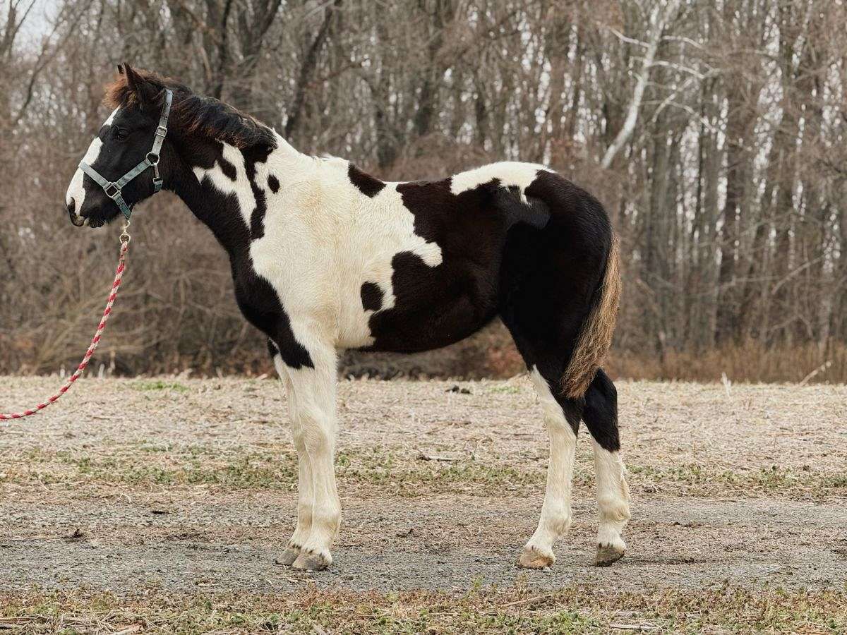 Gorgeous Friesian/Spotted Draft Cross