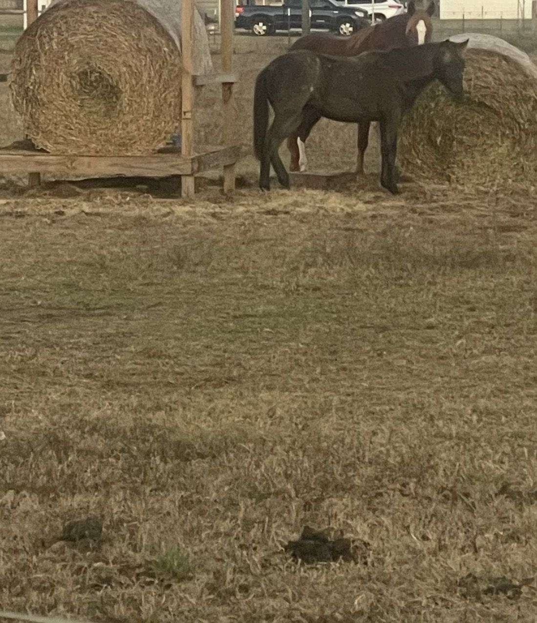 Just in Time for Christmas (Registered TWH Filly)