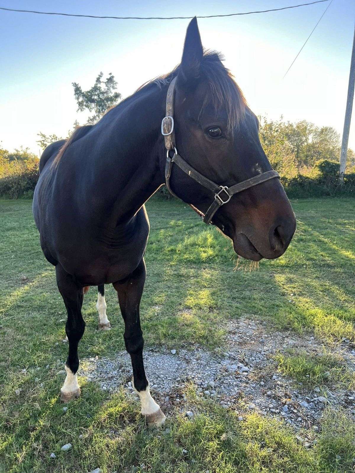 Emperador 2017 OTTB Gelding, Sired by Curlin