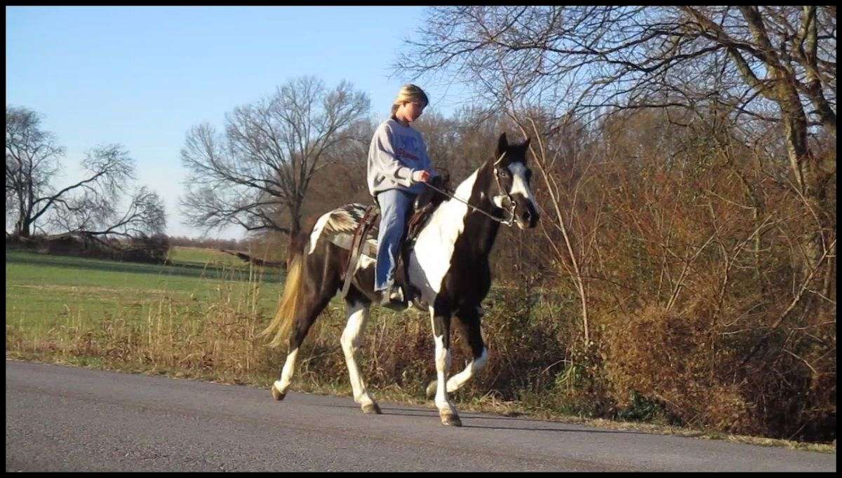 Stunning, Beginner Safe, Black/White Tennessee Walker Trail Mare