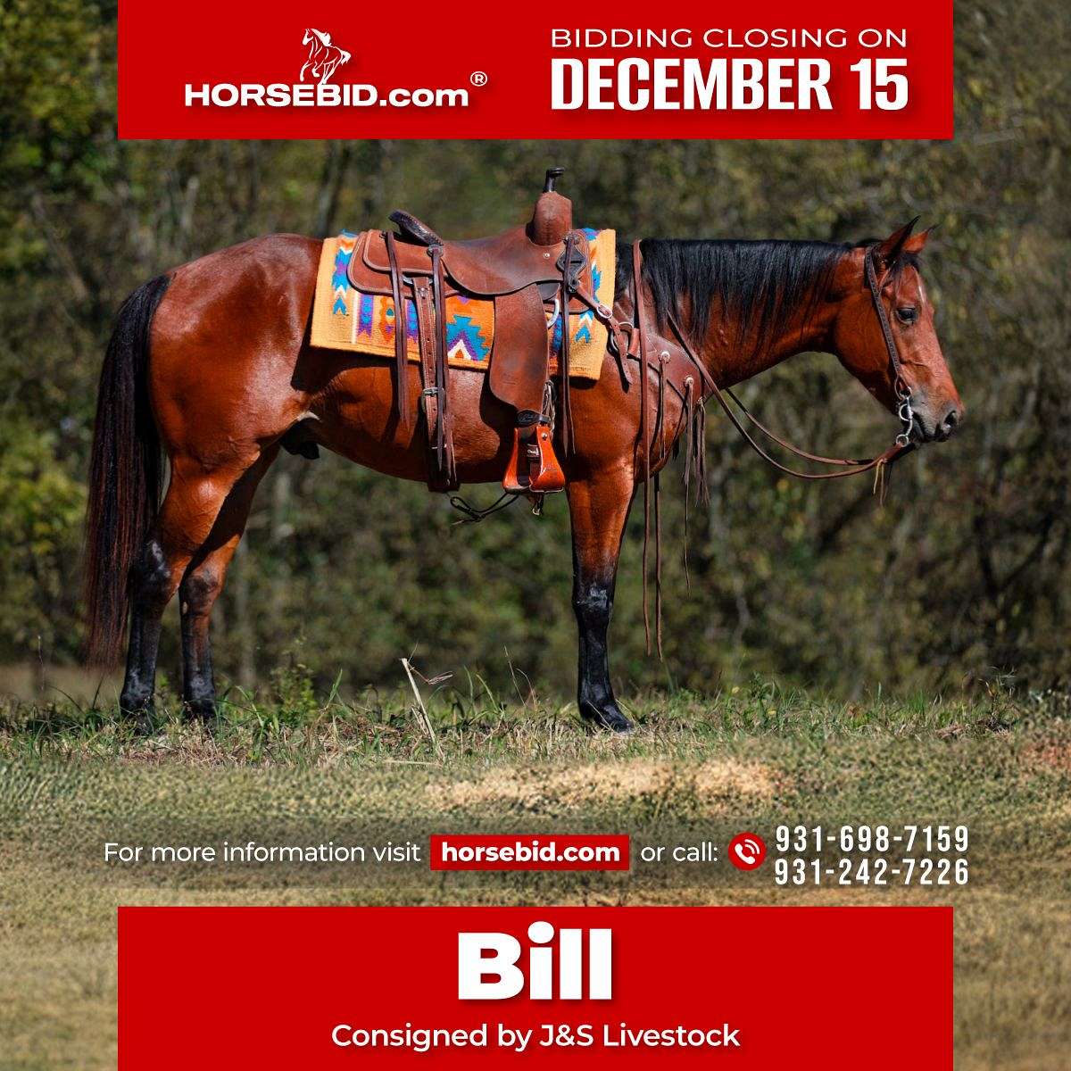 Bill - the Perfect Family Horse 5 Yr Old Blood Bay AQHA Gelding!