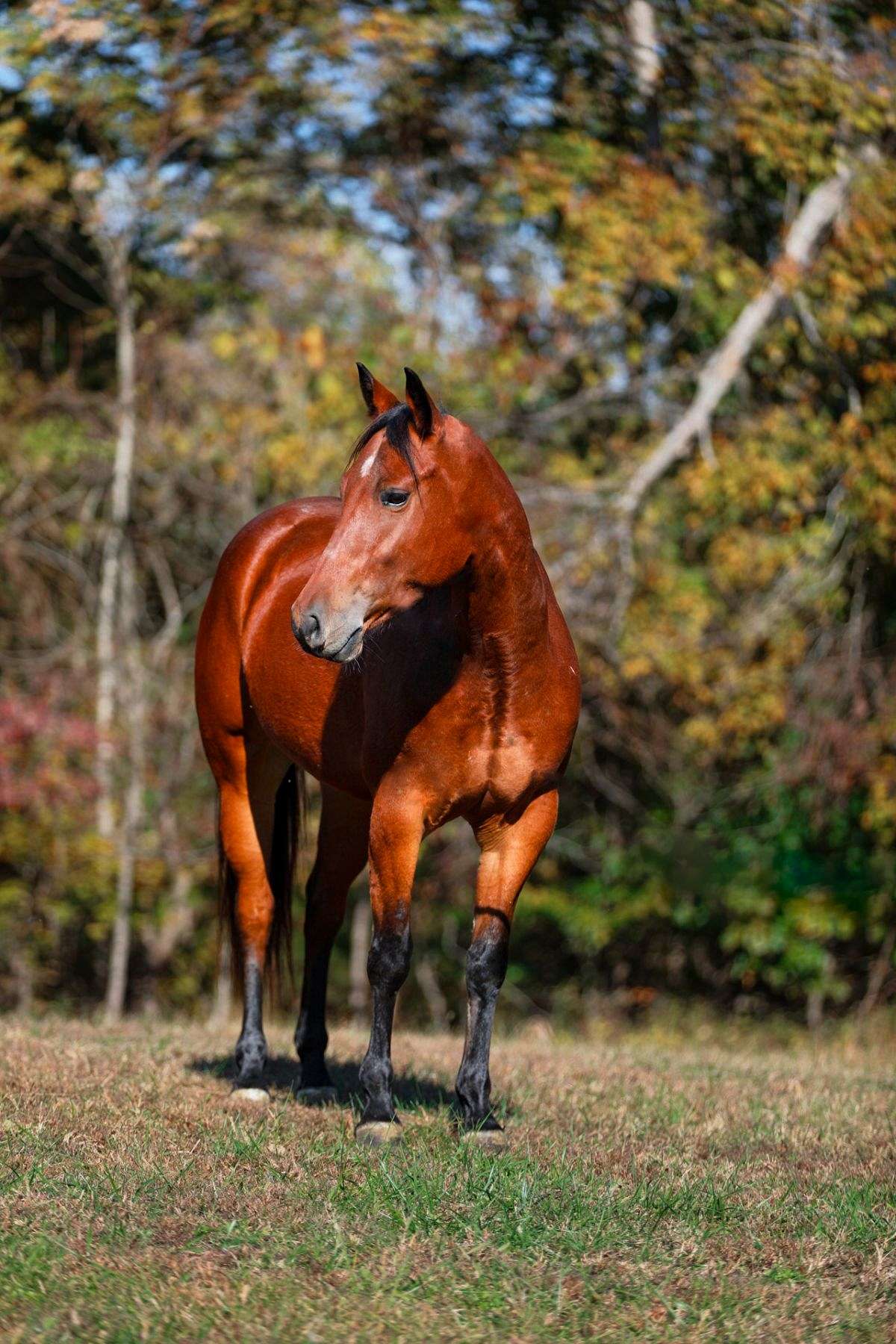 Bill - the Perfect Family Horse 5 Yr Old Blood Bay AQHA Gelding!