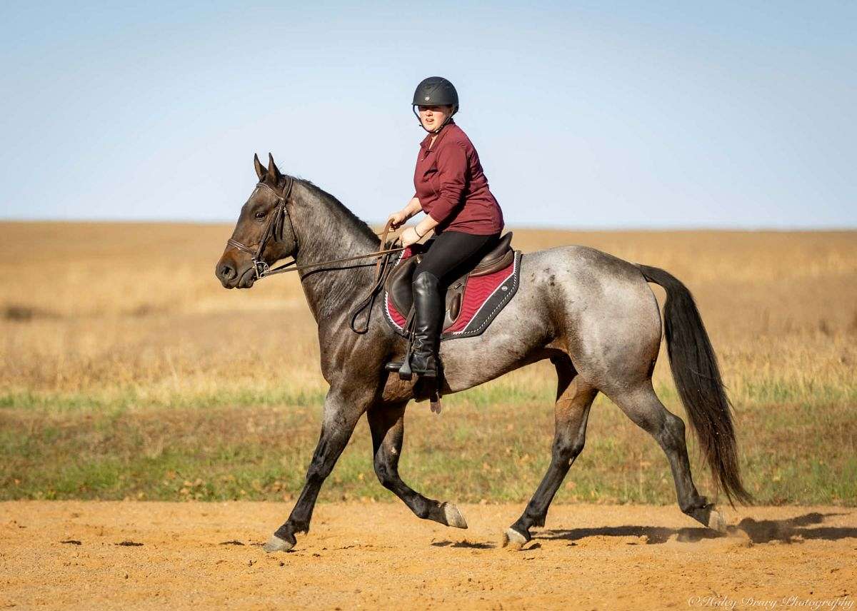 Jericho - Extremely Athletic & Versatile 5 Yr Old Bay Roan AQHA Gelding!