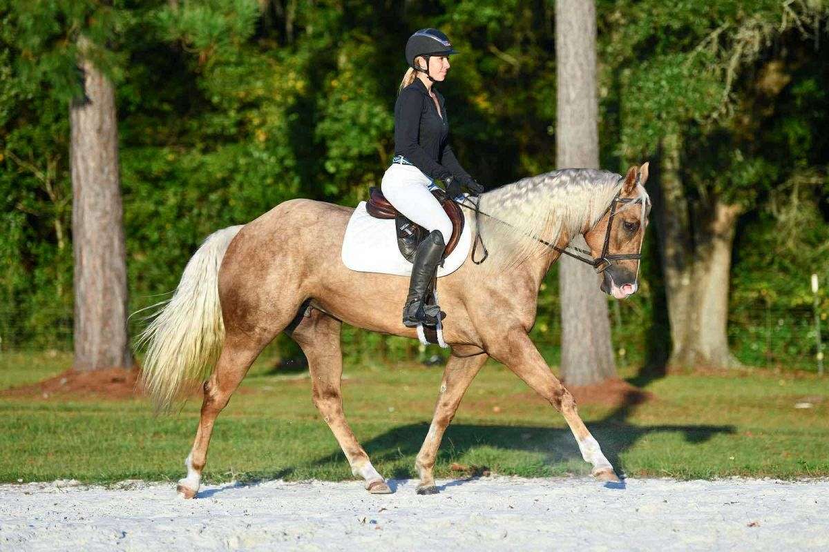 Barbie - Fantastic All-Around Prospect 3 Yr Old Palomino AQHA Mare!