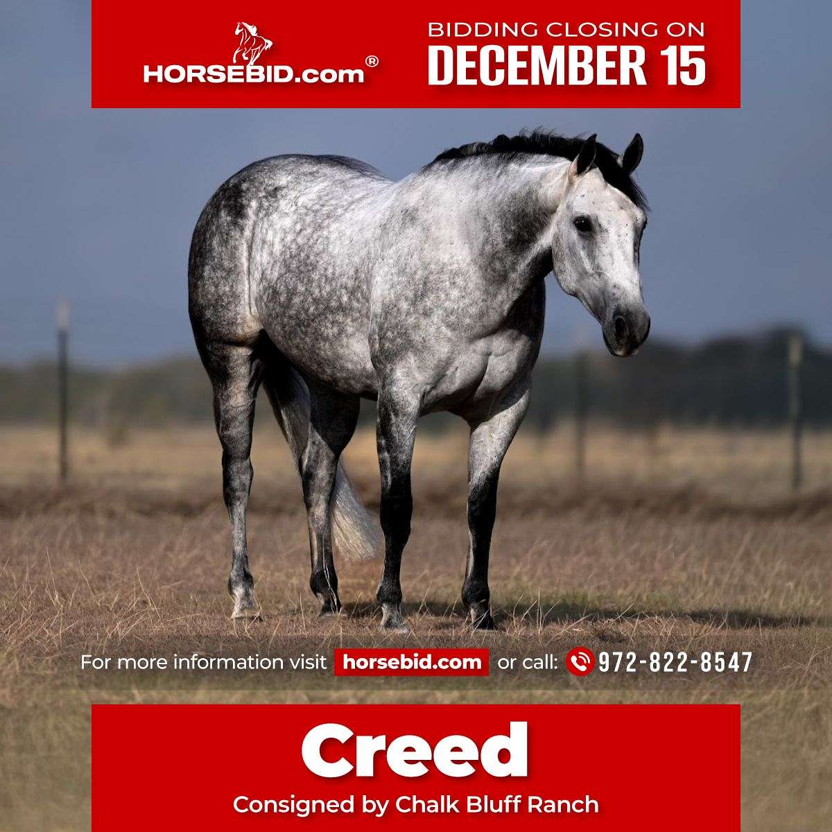 Creed - a True Ranch Horse 6 Yr Old Grey AQHA Gelding!