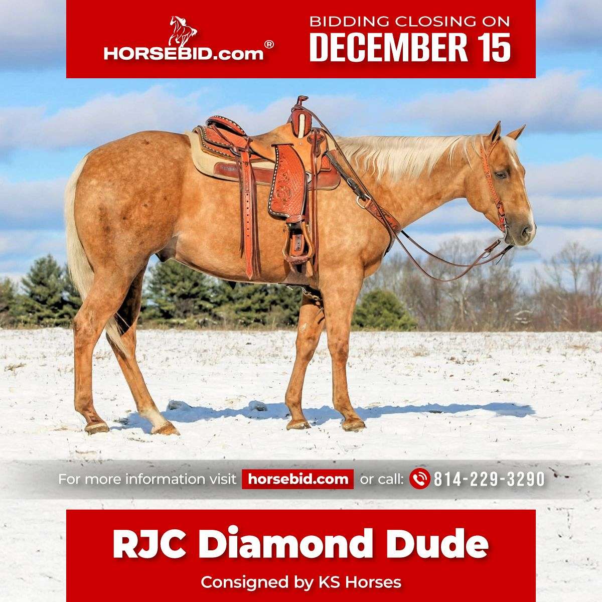 Rjc Diamond Dude - Super Good Broke 4 Yr Old Palomino AQHA Gelding!