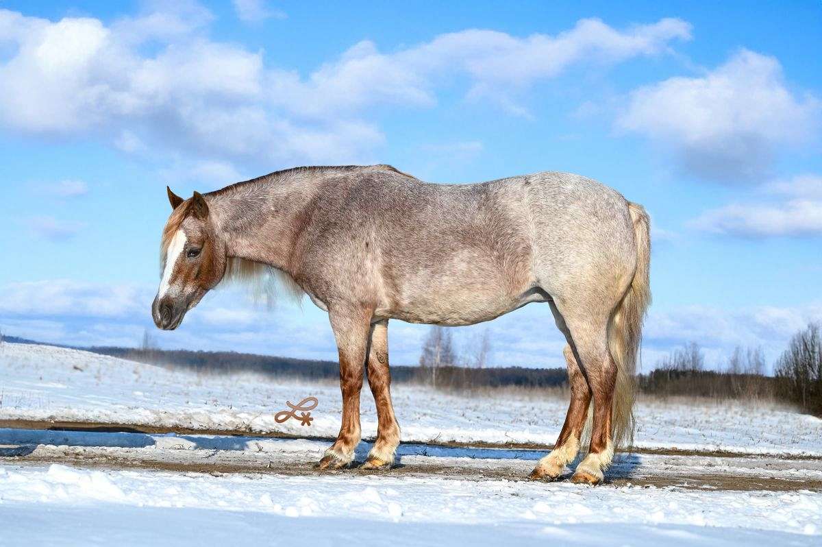 Rosalina - Ranch Pony Deluxe 8 Yr Old Red Roan Pony Mare!