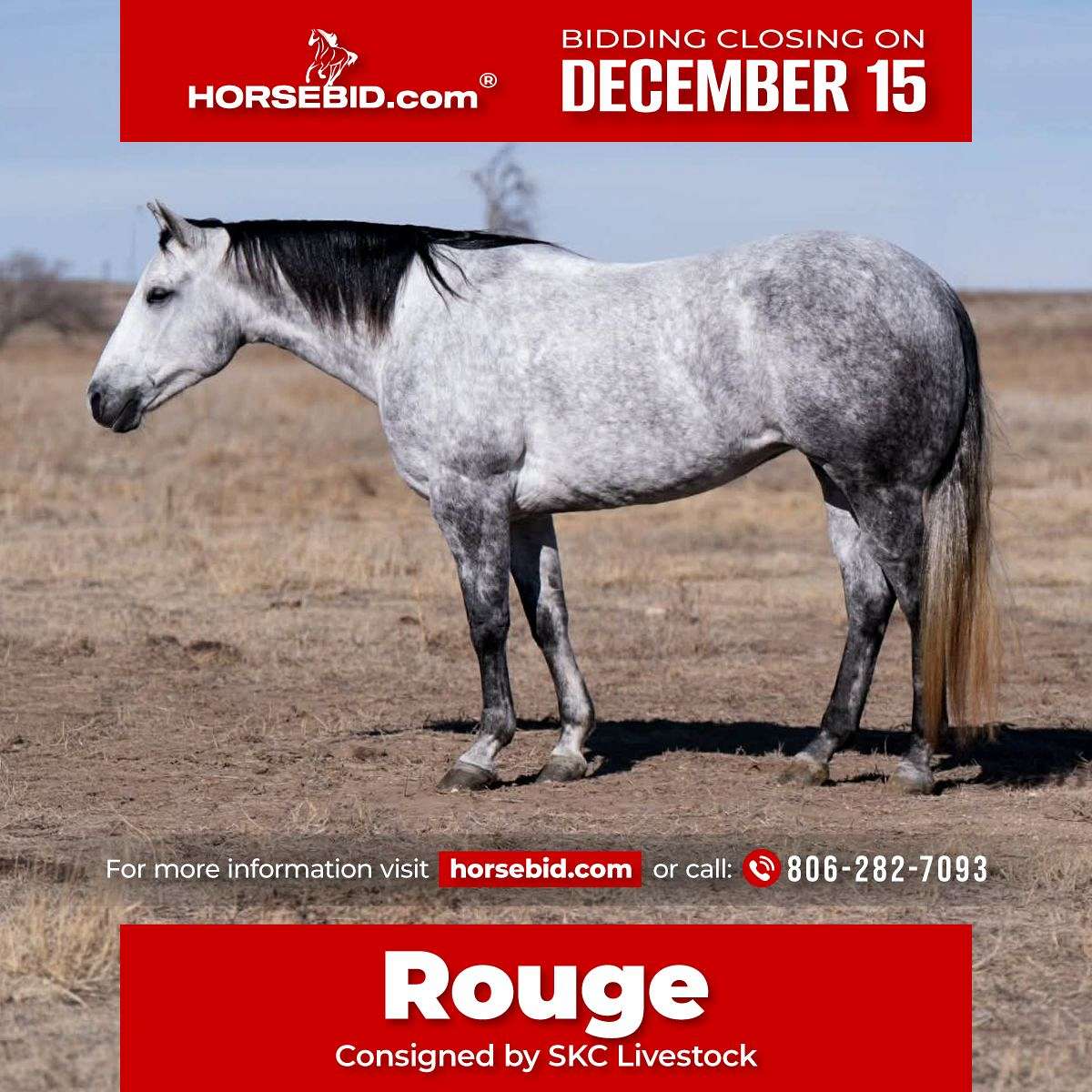 Rouge - the Complete Package 6 Yr Old Grey AQHA Mare!