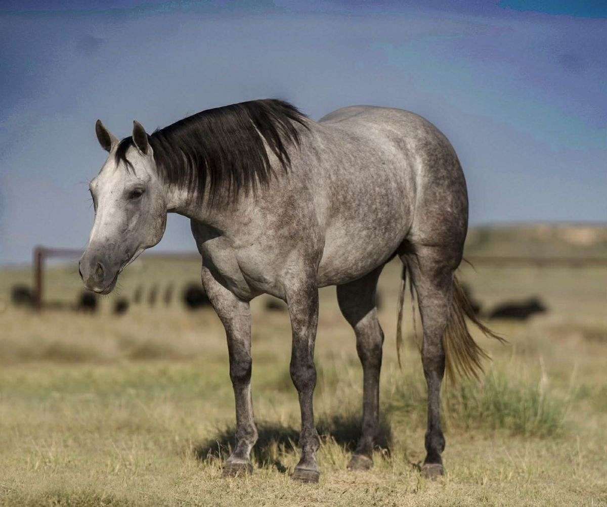 Rouge - the Complete Package 6 Yr Old Grey AQHA Mare!