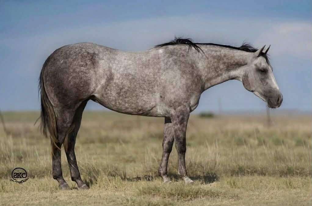 Rouge - the Complete Package 6 Yr Old Grey AQHA Mare!