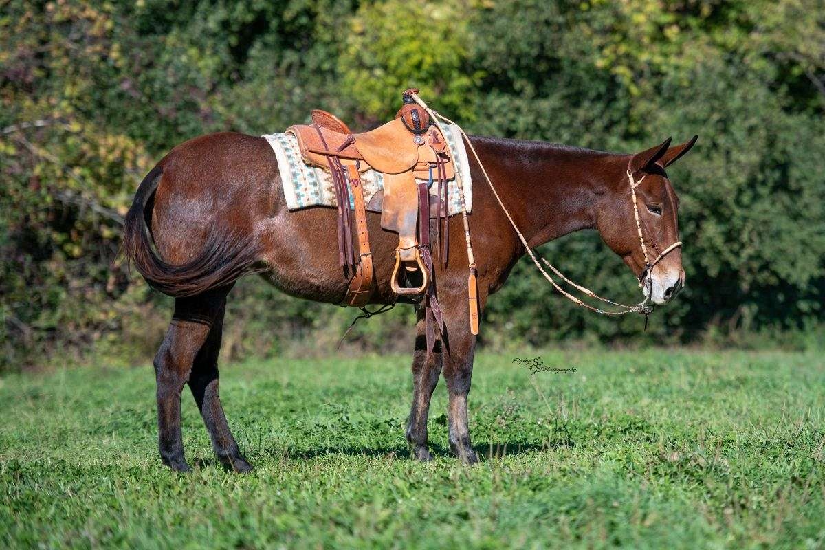 Rosetta - Solid & Sure Footed 11 Yr Old Bay Roan Molly Mule!