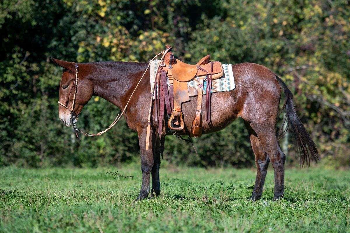 Rosetta - Solid & Sure Footed 11 Yr Old Bay Roan Molly Mule!