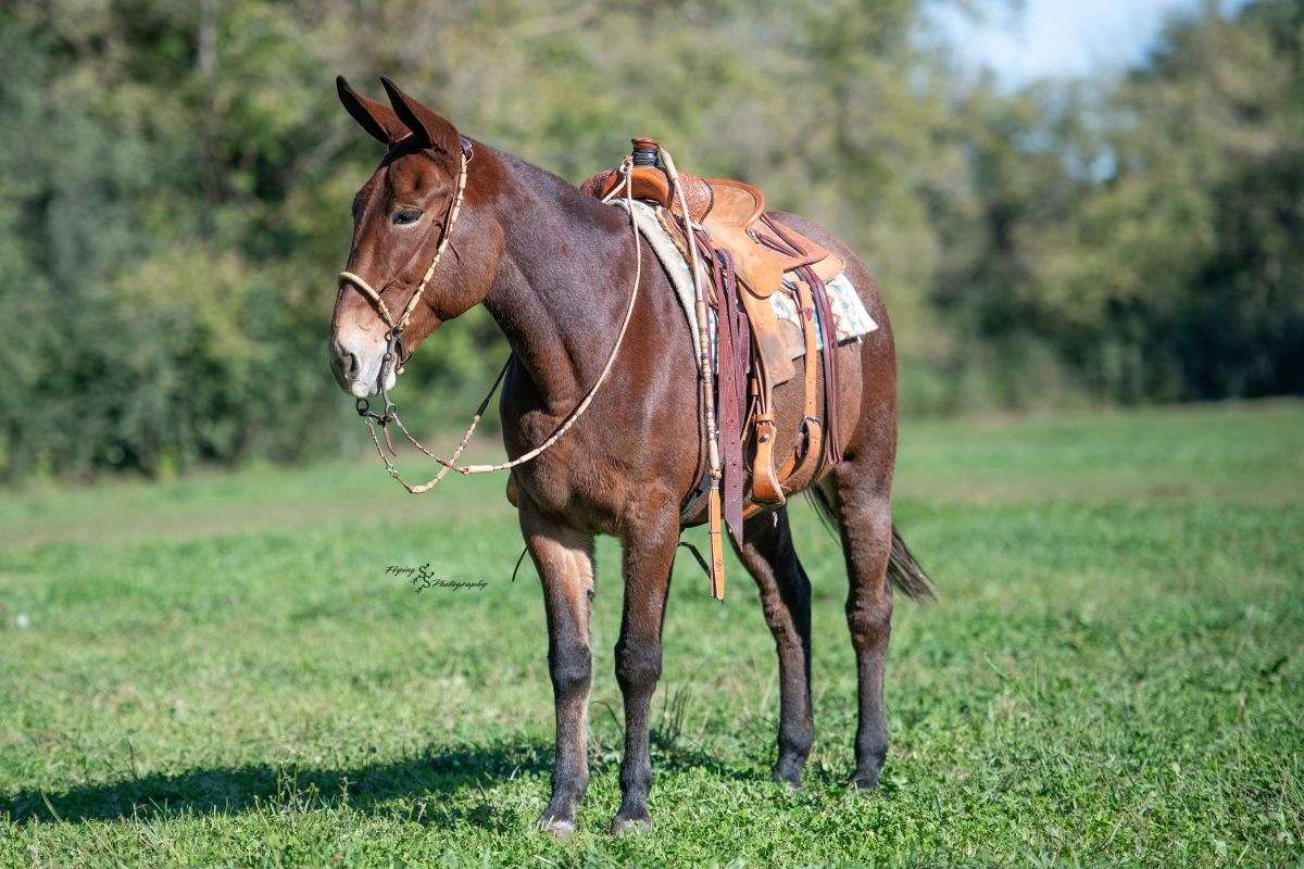 Rosetta - Solid & Sure Footed 11 Yr Old Bay Roan Molly Mule!