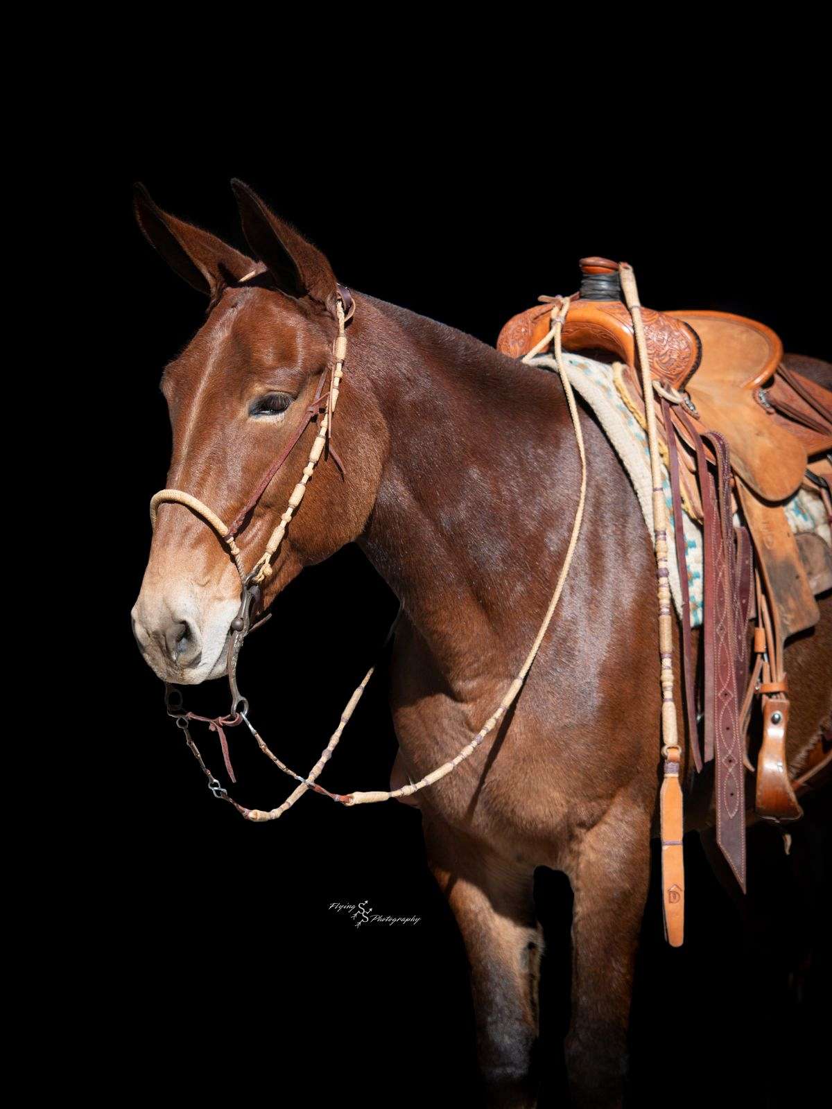 Rosetta - Solid & Sure Footed 11 Yr Old Bay Roan Molly Mule!