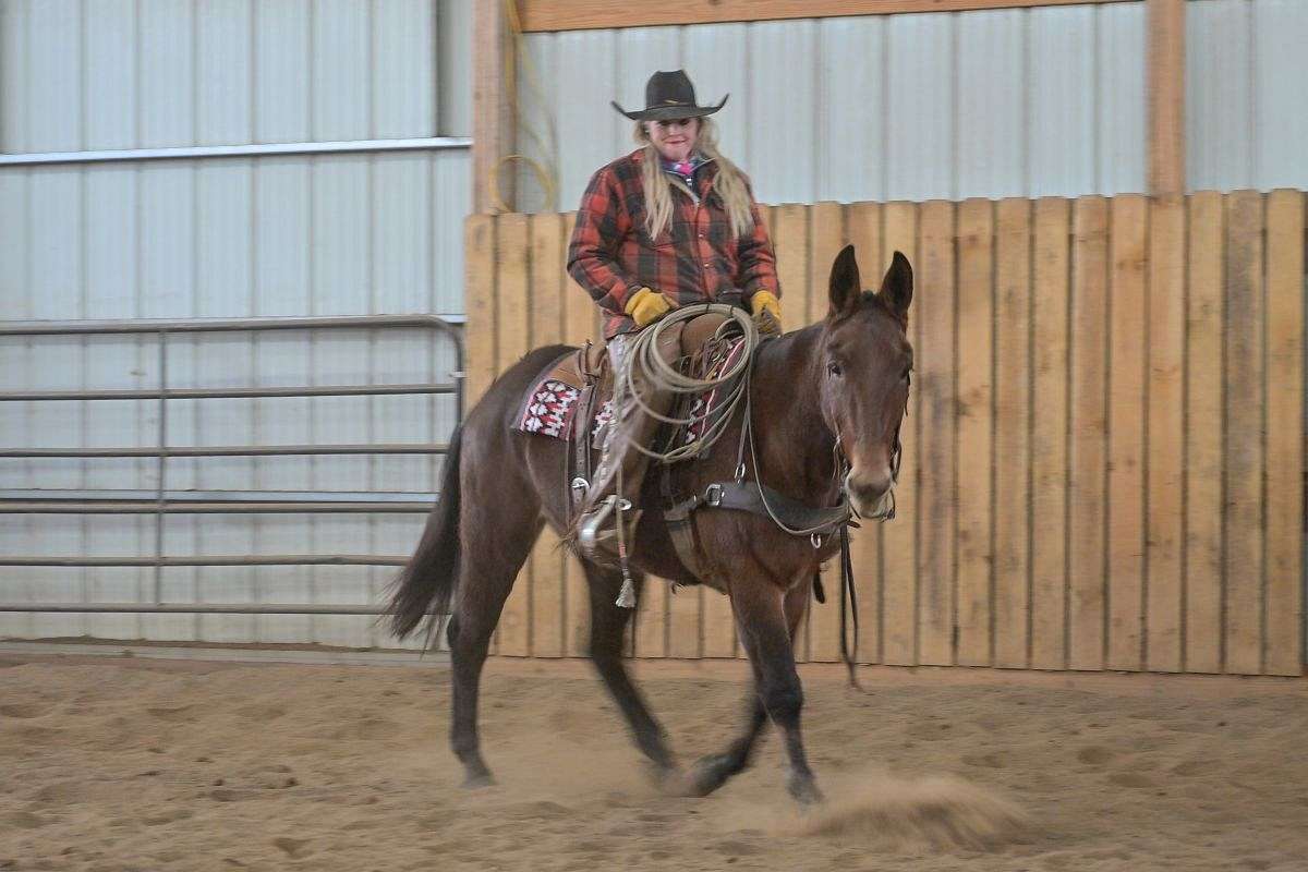 Rosetta - Solid & Sure Footed 11 Yr Old Bay Roan Molly Mule!