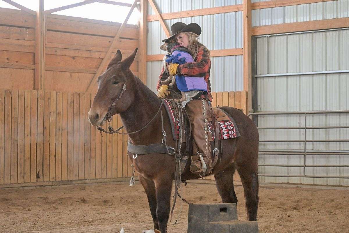 Rosetta - Solid & Sure Footed 11 Yr Old Bay Roan Molly Mule!