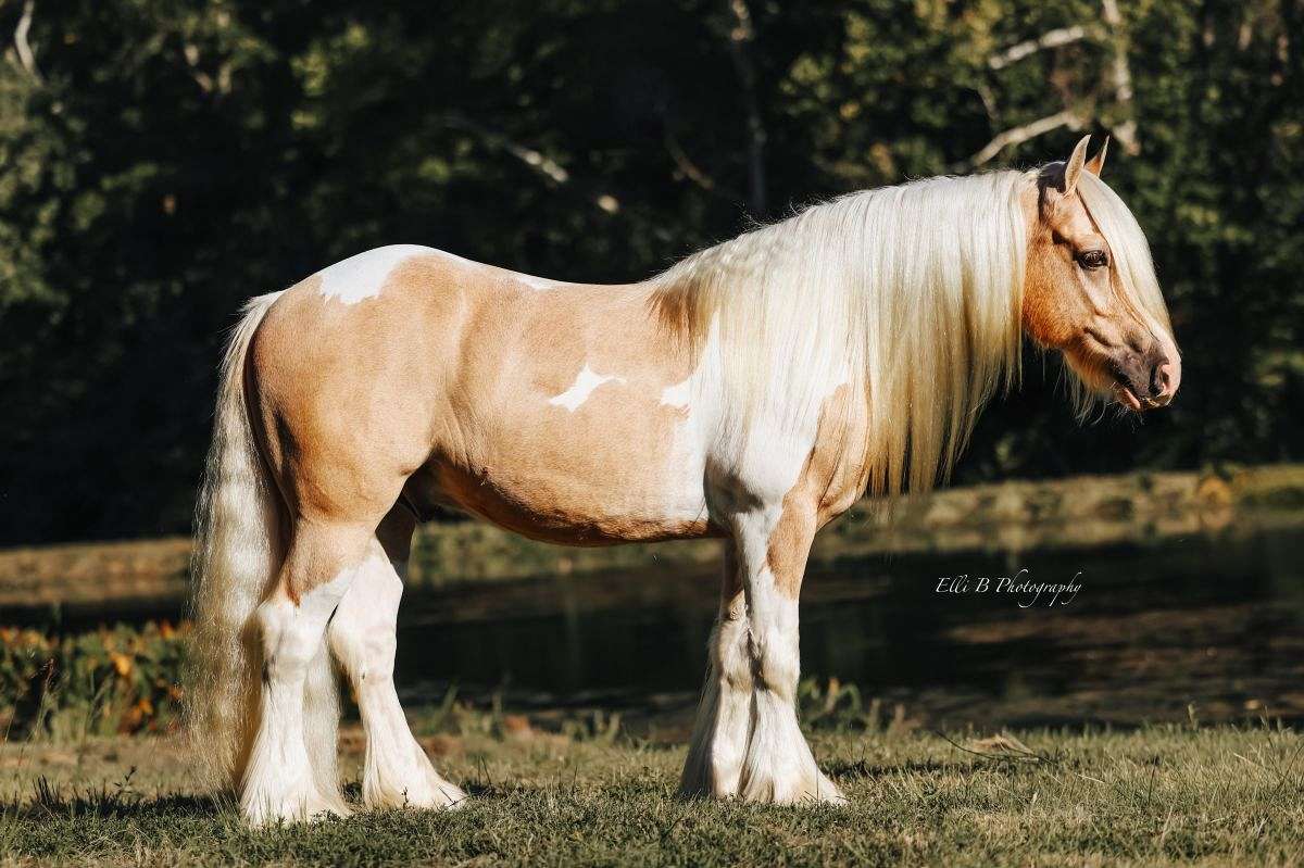 Roscoe - Absolutely Breathtaking 9 yo Palomino Paint Gypsy Vanner Gelding!