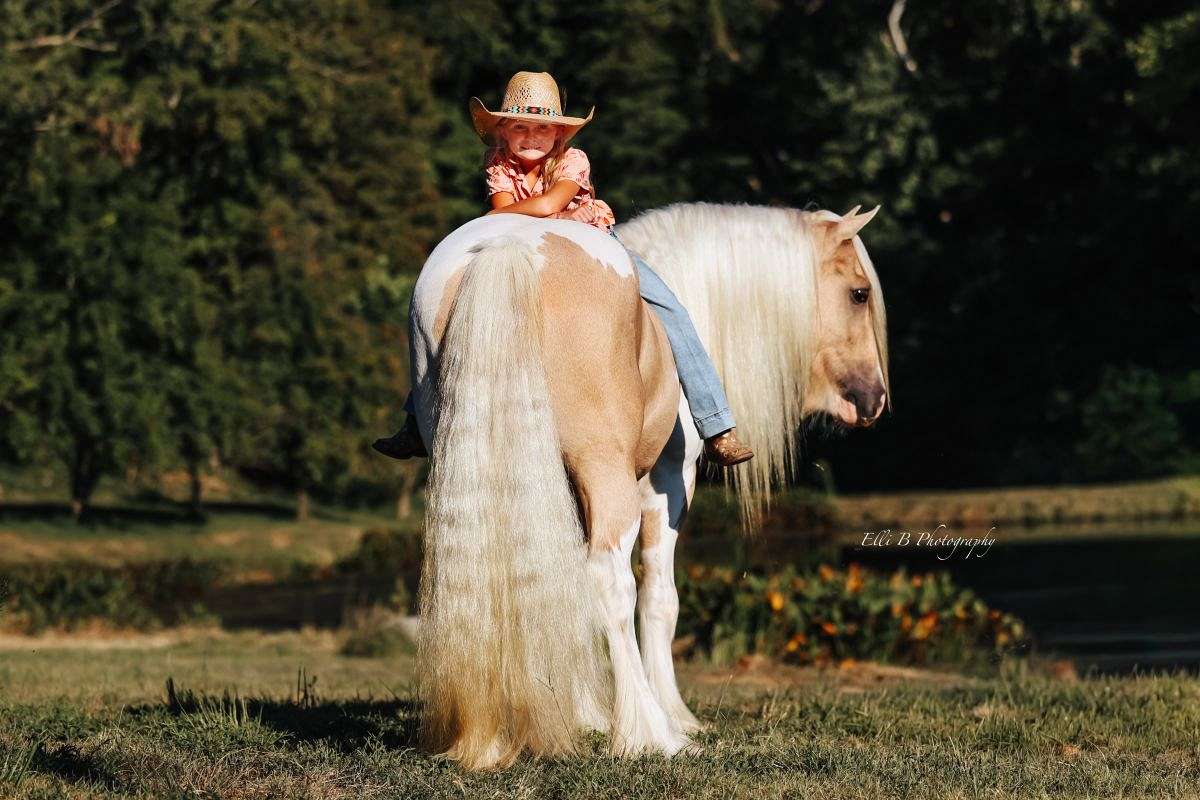 Roscoe - Absolutely Breathtaking 9 yo Palomino Paint Gypsy Vanner Gelding!