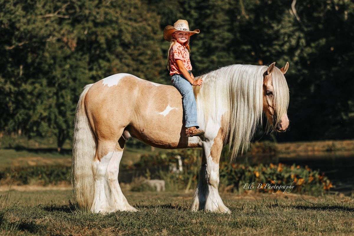 Roscoe - Absolutely Breathtaking 9 yo Palomino Paint Gypsy Vanner Gelding!