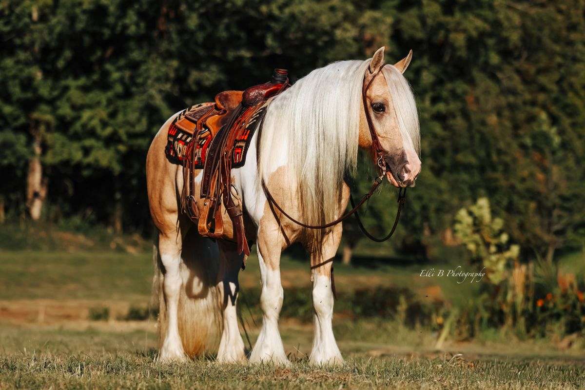 Roscoe - Absolutely Breathtaking 9 yo Palomino Paint Gypsy Vanner Gelding!