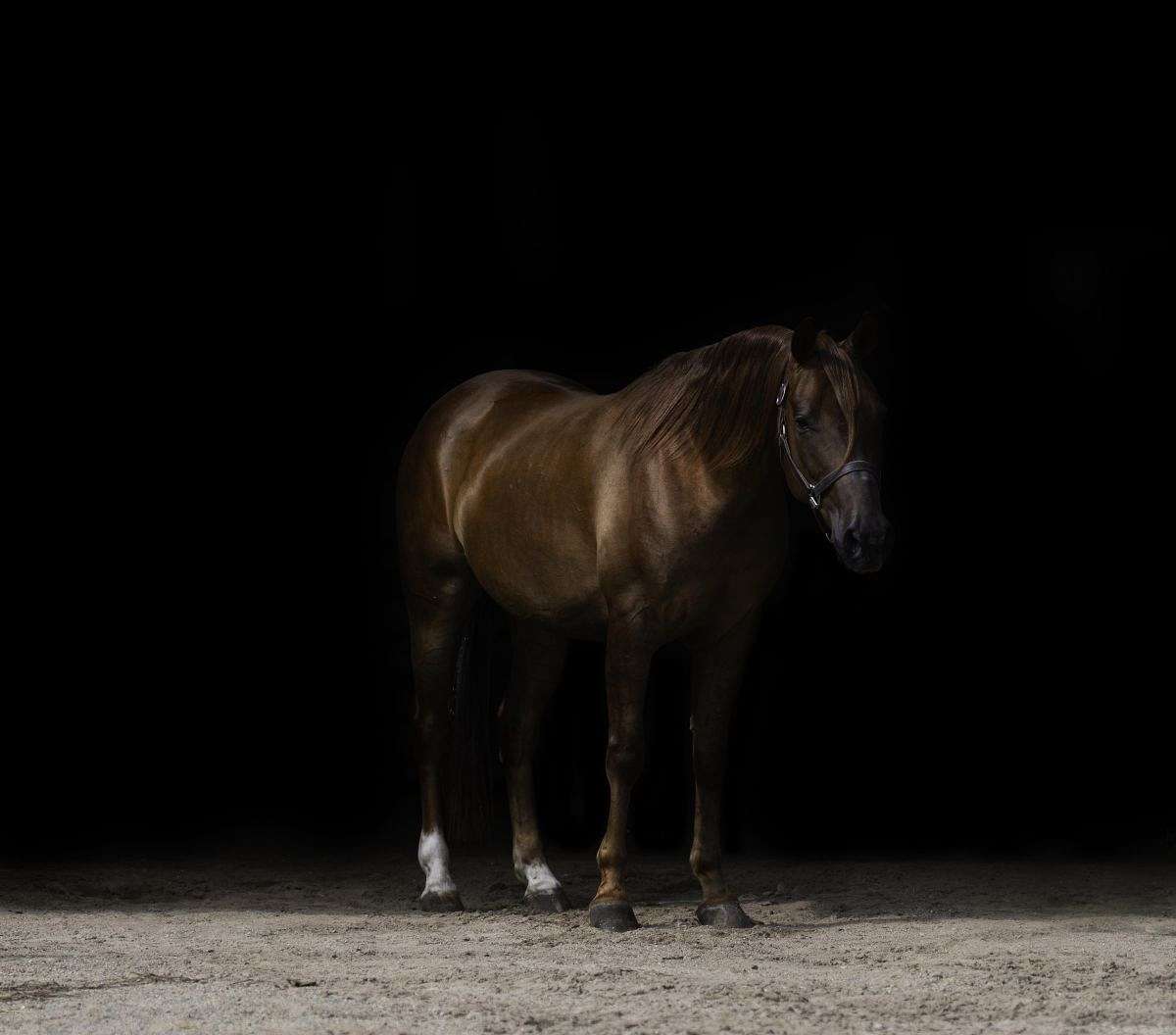 Sailor - Fancy Ranch & Reining Horse 4 Yr Old Sorrel AQHA Gelding!
