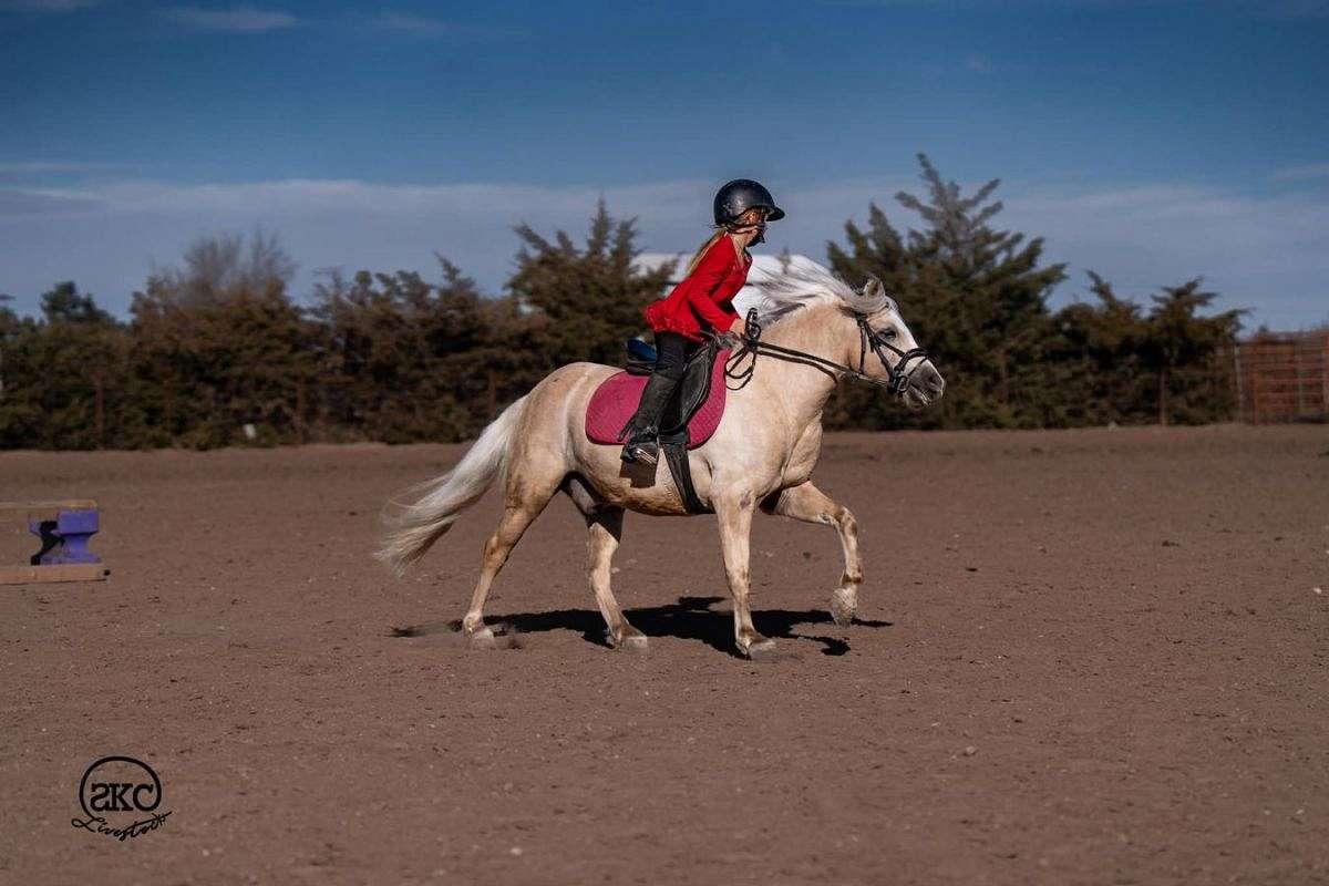 Koozie - Super Talented 6 Yr Old Palomino Quarter Pony Gelding!