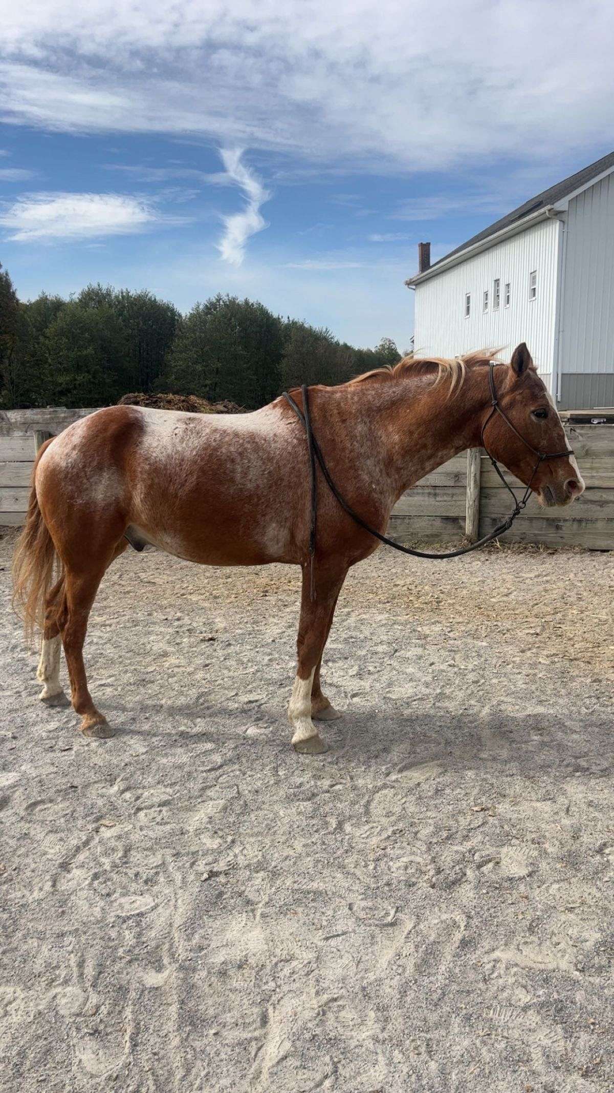 Nice Cheap Project Horse