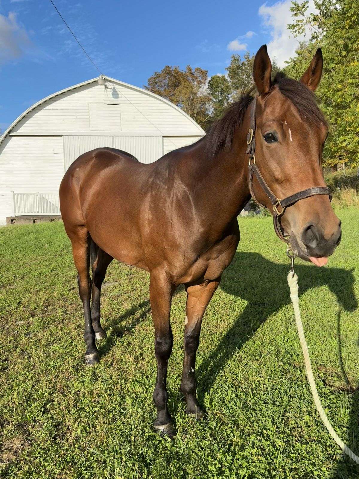 5yr Old Sweet OTTB Bay Mare