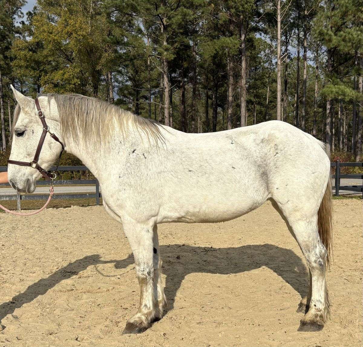 Grey Percheron Mare