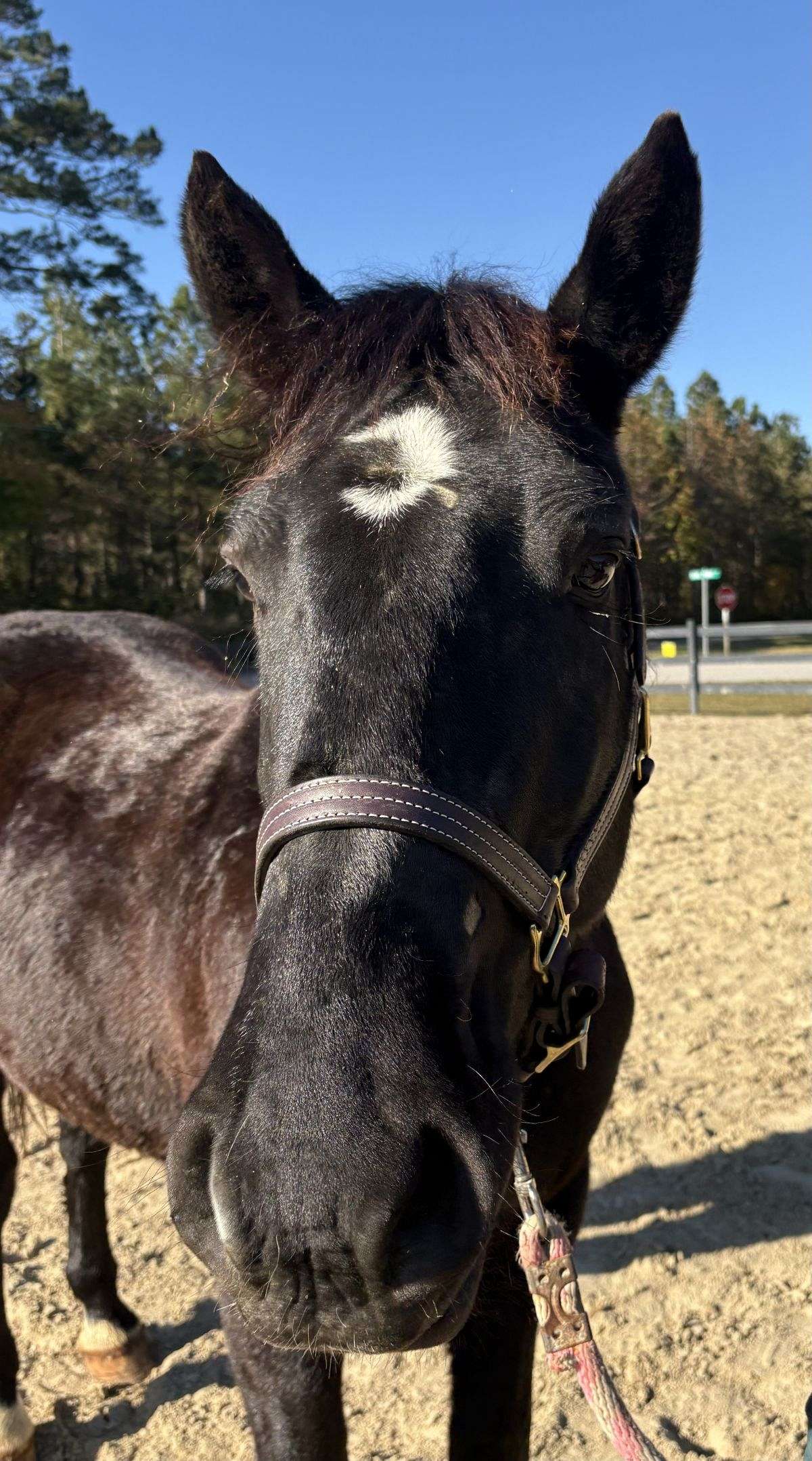 Percheron QH Cross