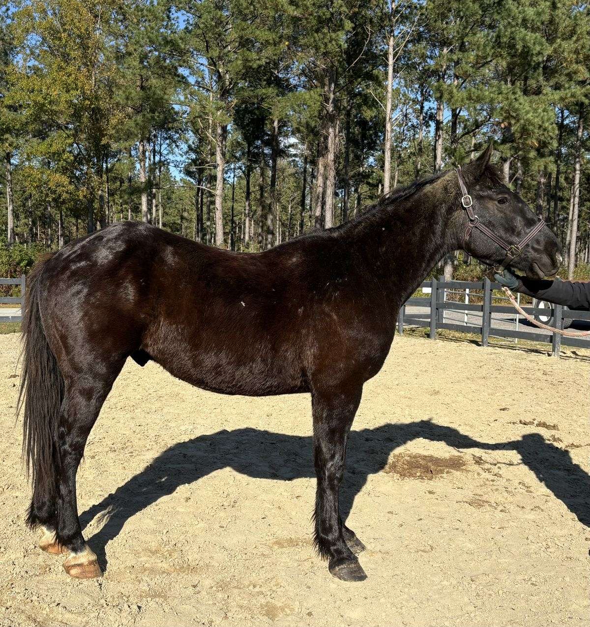 Percheron QH Cross